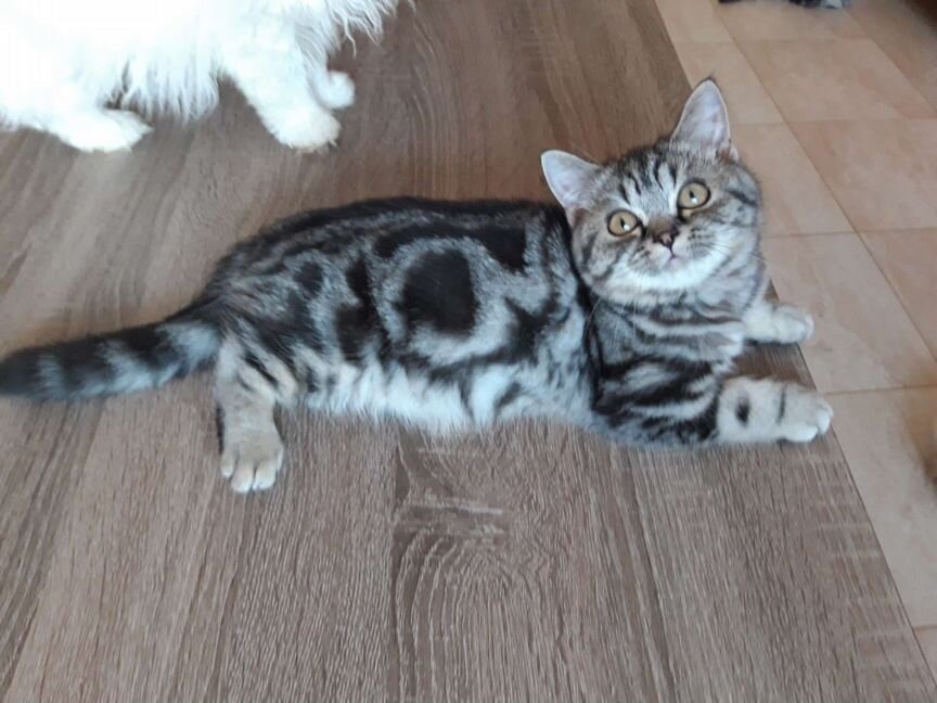 Британский котик черный мрамор на серебре