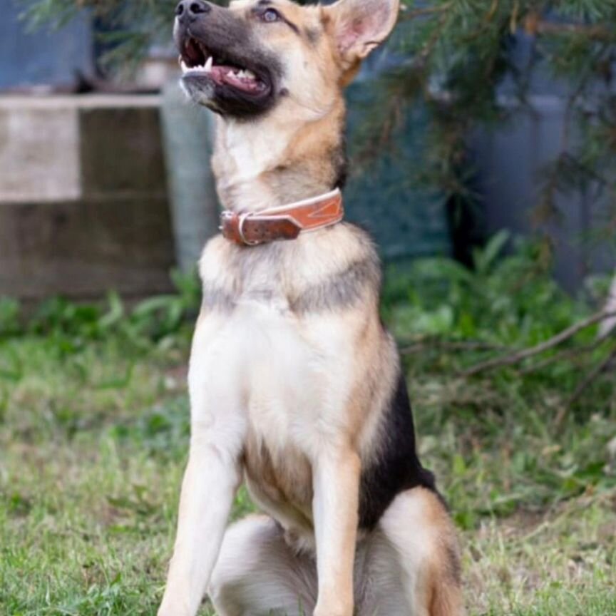 Молодая Ника ждёт самого лучшего хозяина