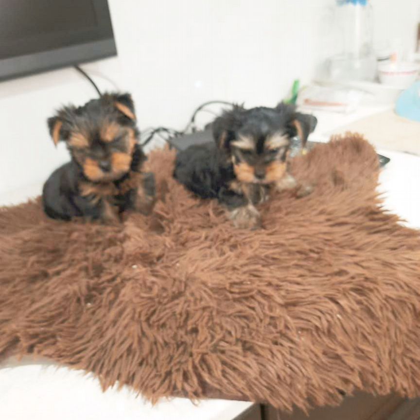 Йоркширский терьер щенки