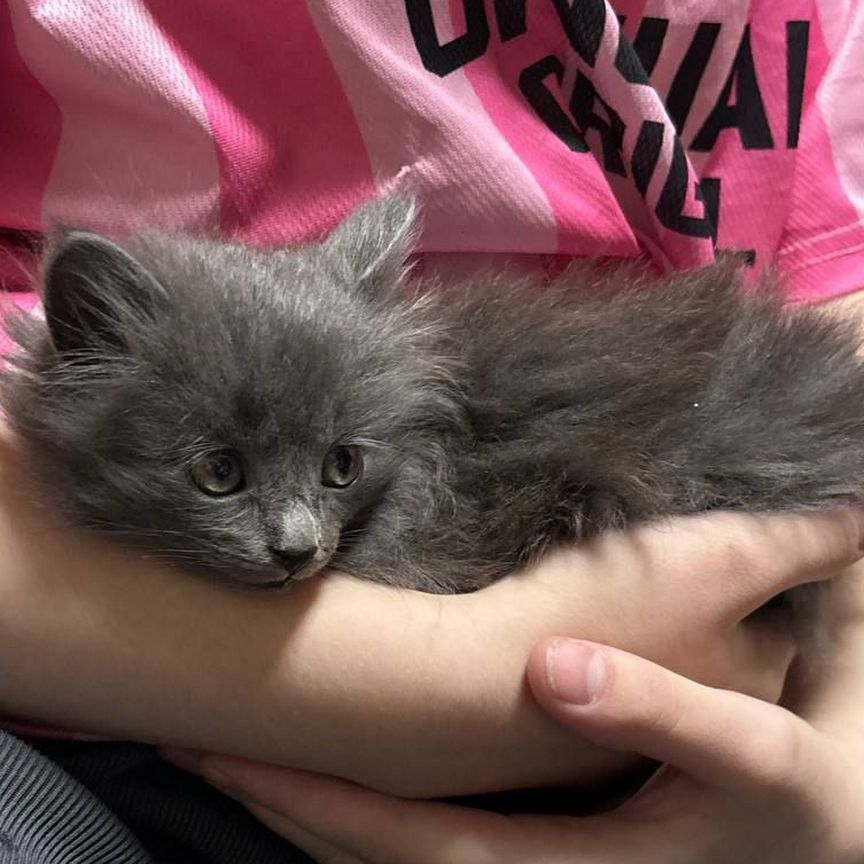 Котята Нибелунг
