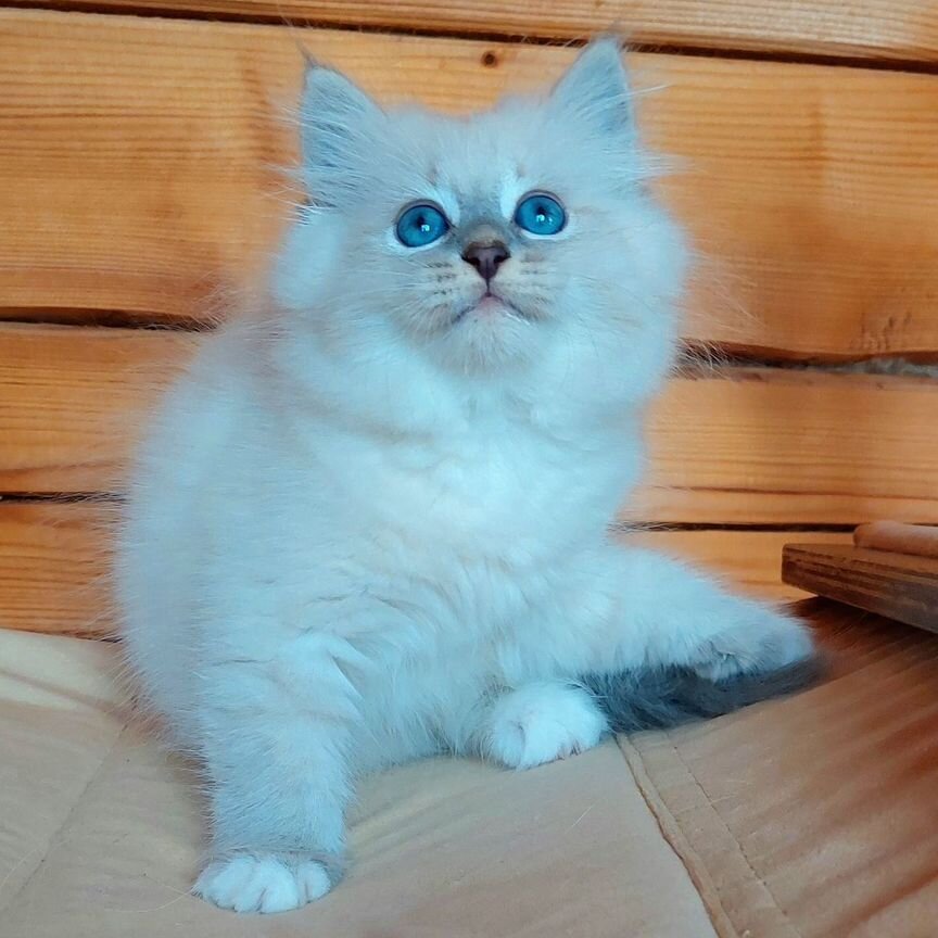 Невские маскарадные котята