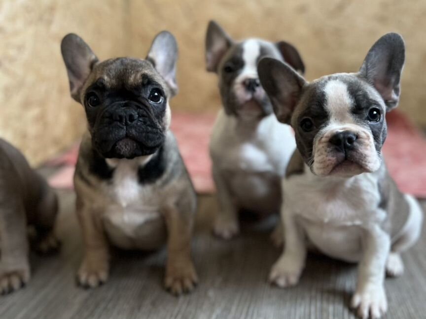 Французский бульдог щенки