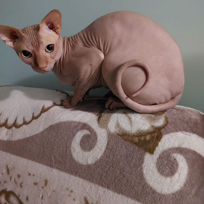 Канадский сфинкс котята