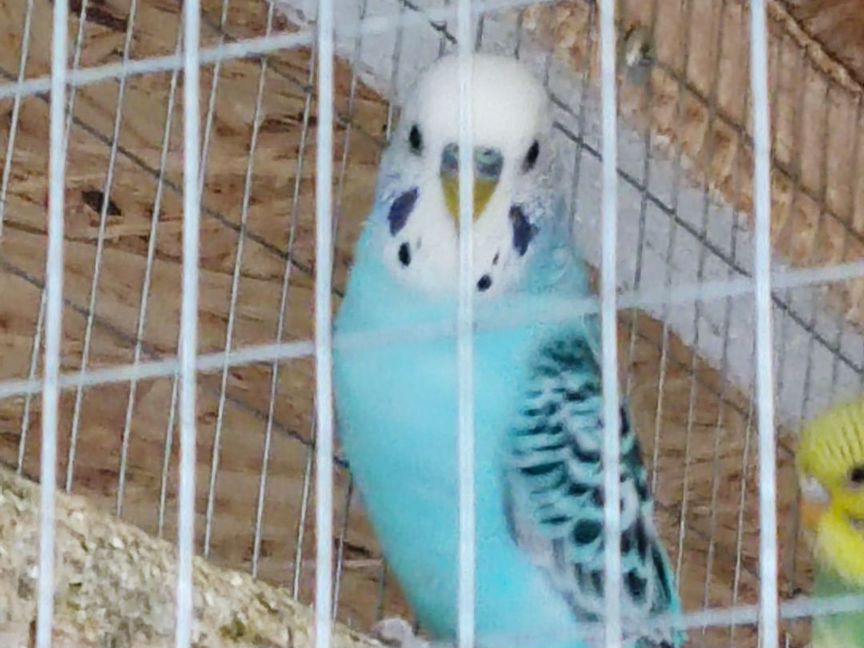 Волнистый попугай