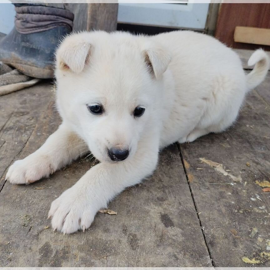 Щенок в добрые руки