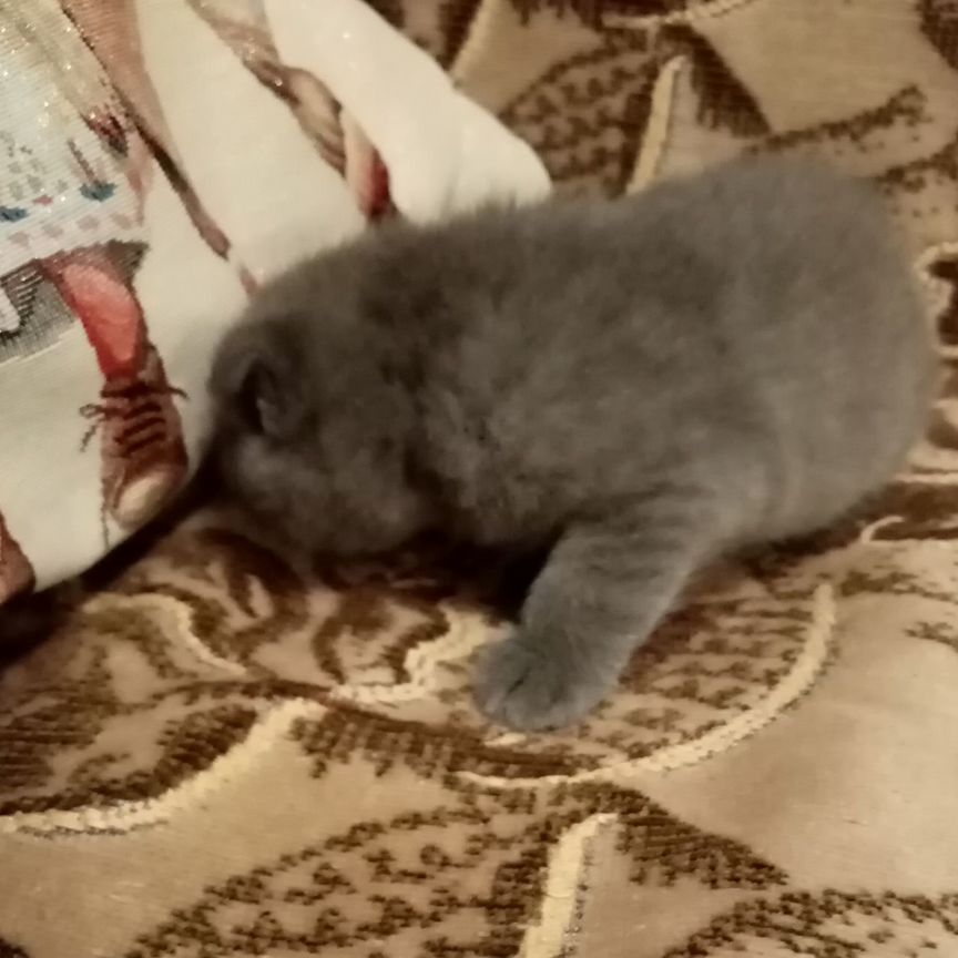 Британский короткошёрстный котёнок