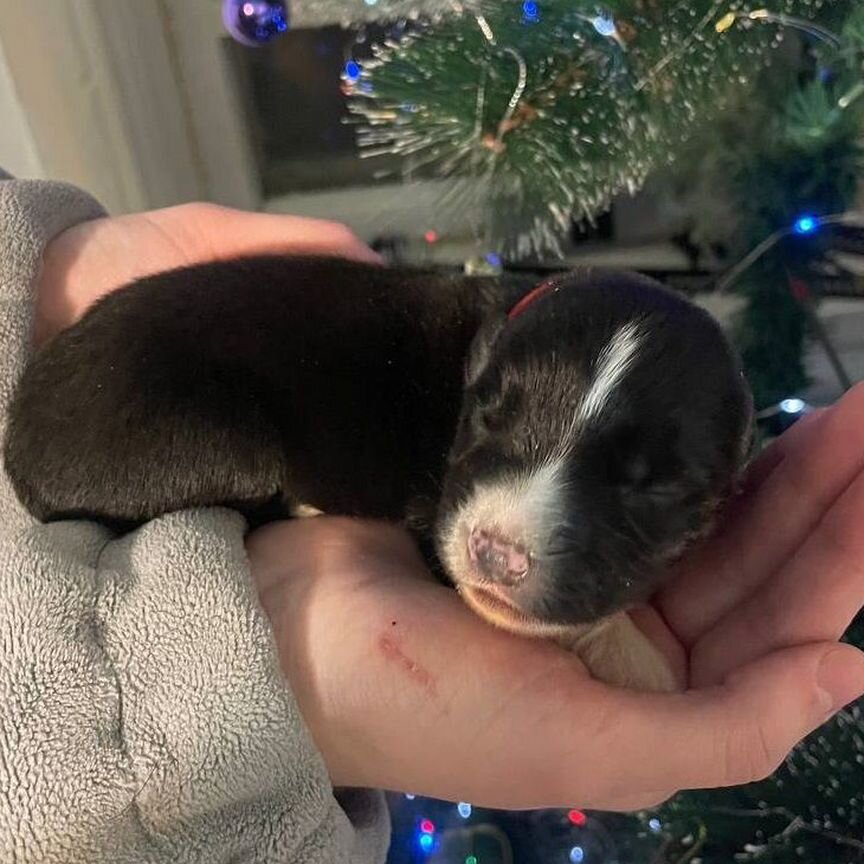 Вельш Корги Кардиган, щенок