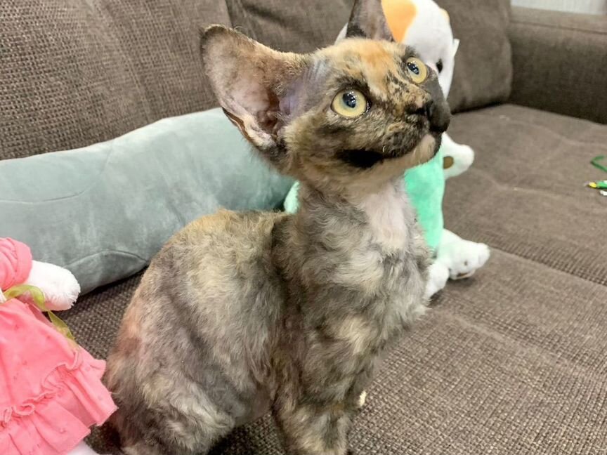 Девон-рекс котята