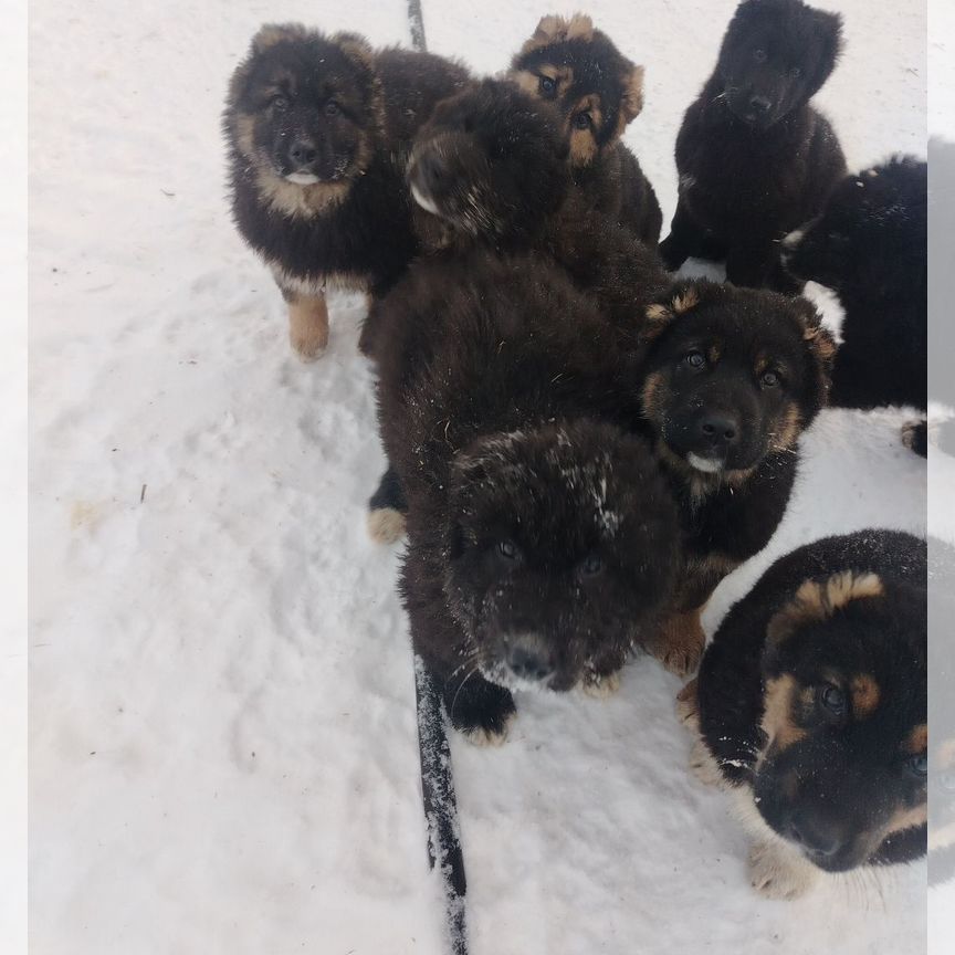 Среднеазиатская овчарка, щенок