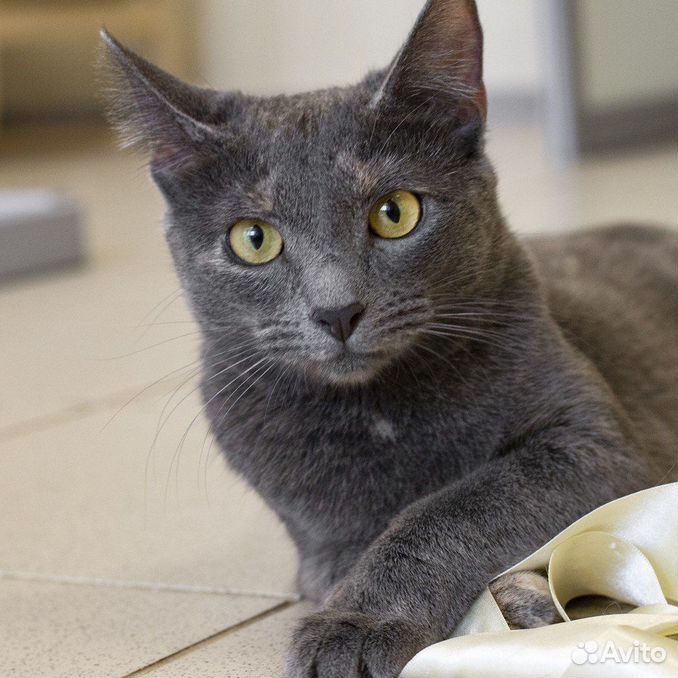 Кошка Дымка ищет дом