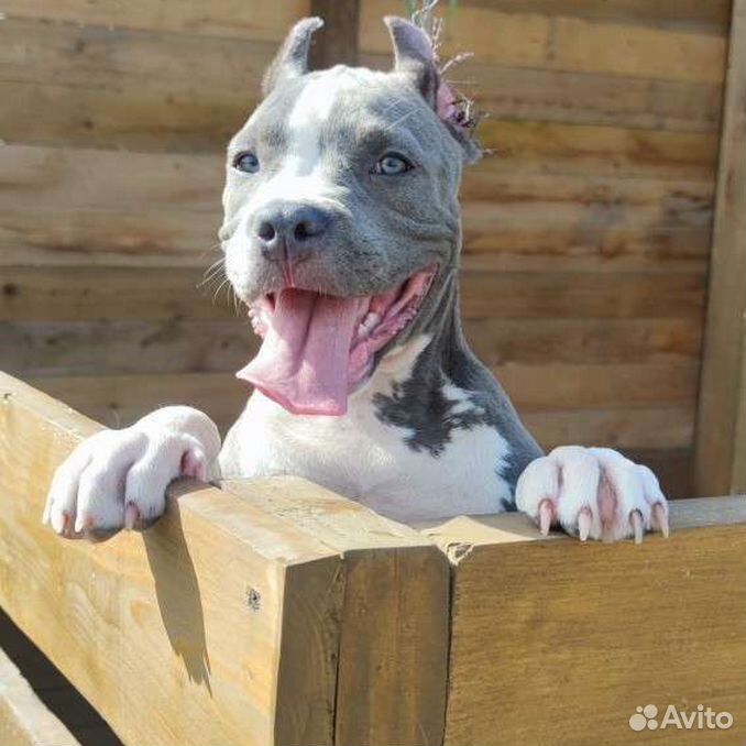 Красивая голубая девочка (щенок 3 месяца)