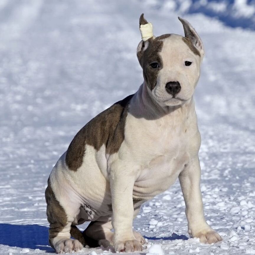 Американский стаффордширский терьер, щенок