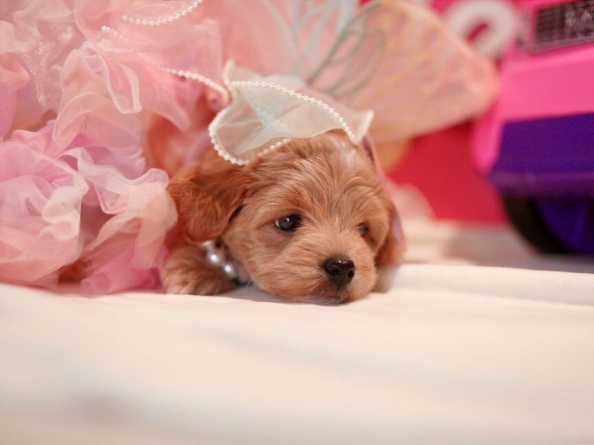 Мальтипу f1 девочка, мини куколка