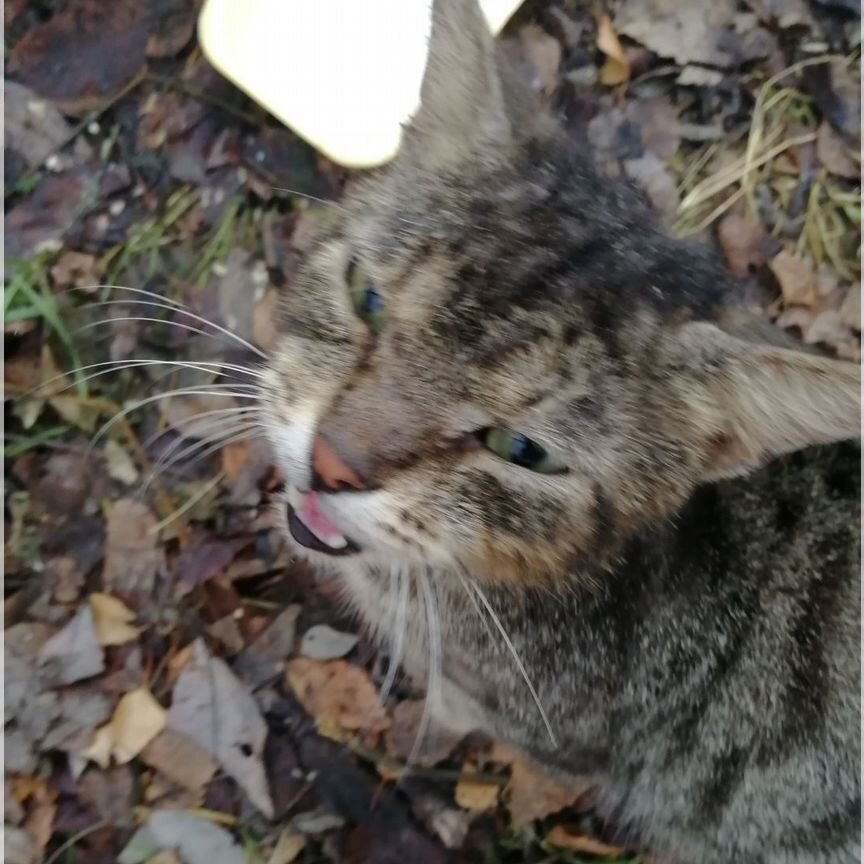 Ориентальный кот, взрослый