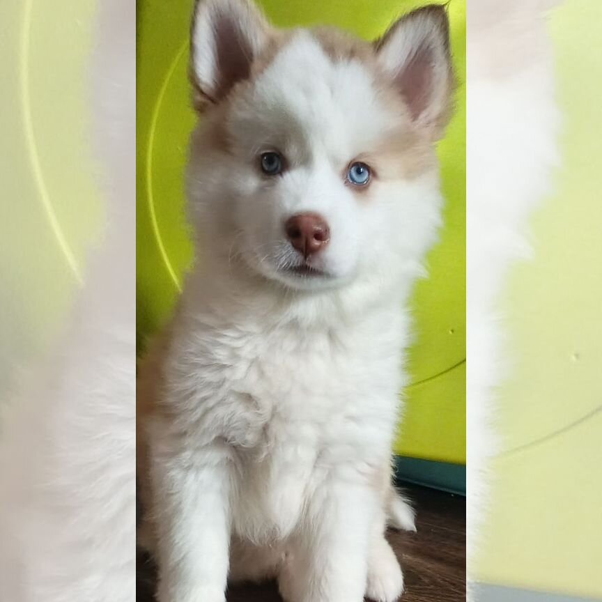 Сибирский хаски, щенок