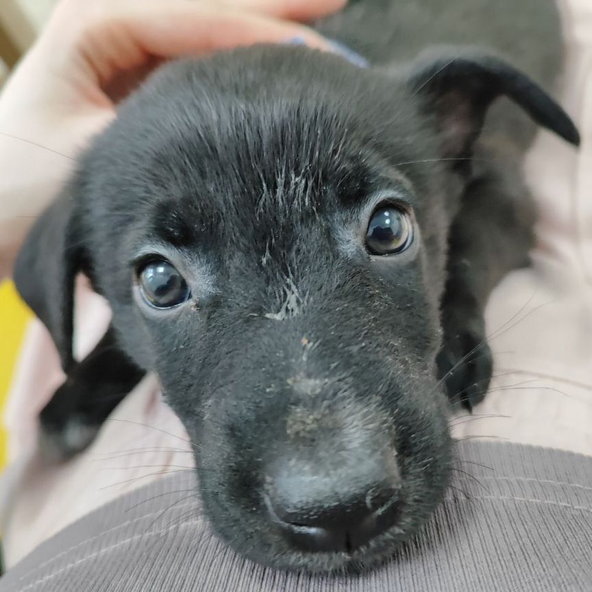 В добрые ручки