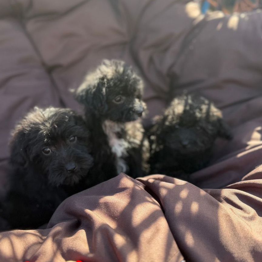 Йоркипу, щенок