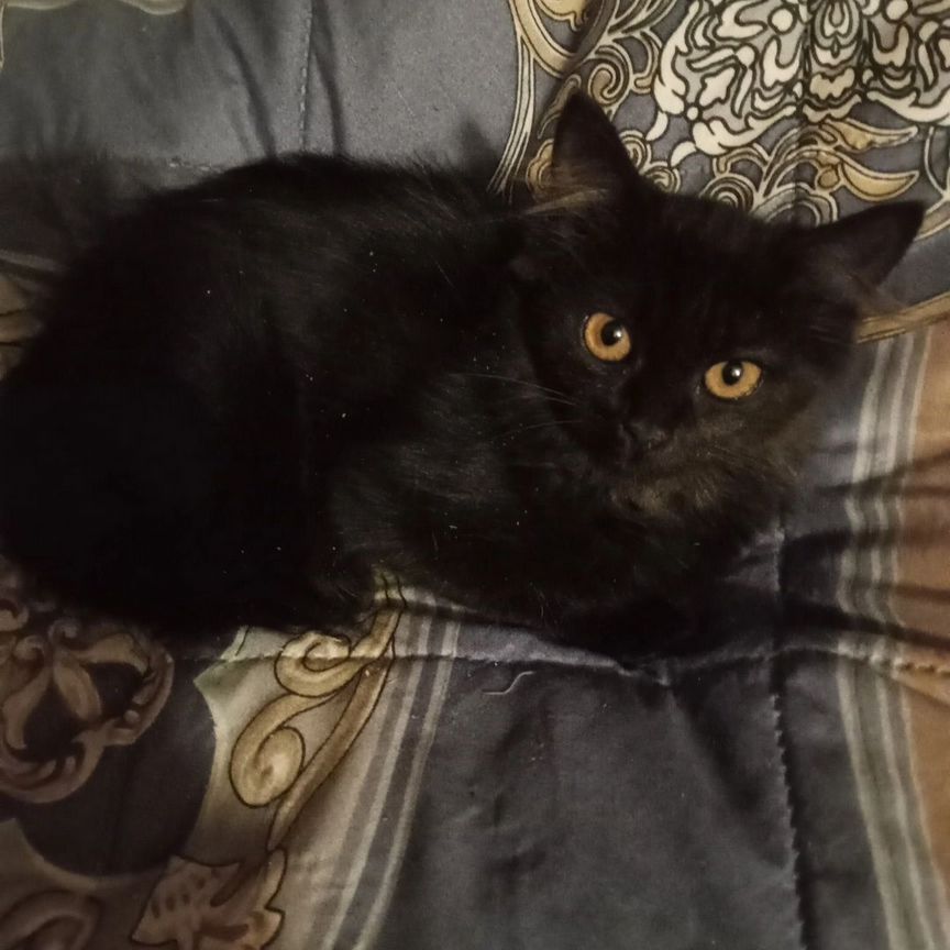 Красивущая кошечка 2.5 мес