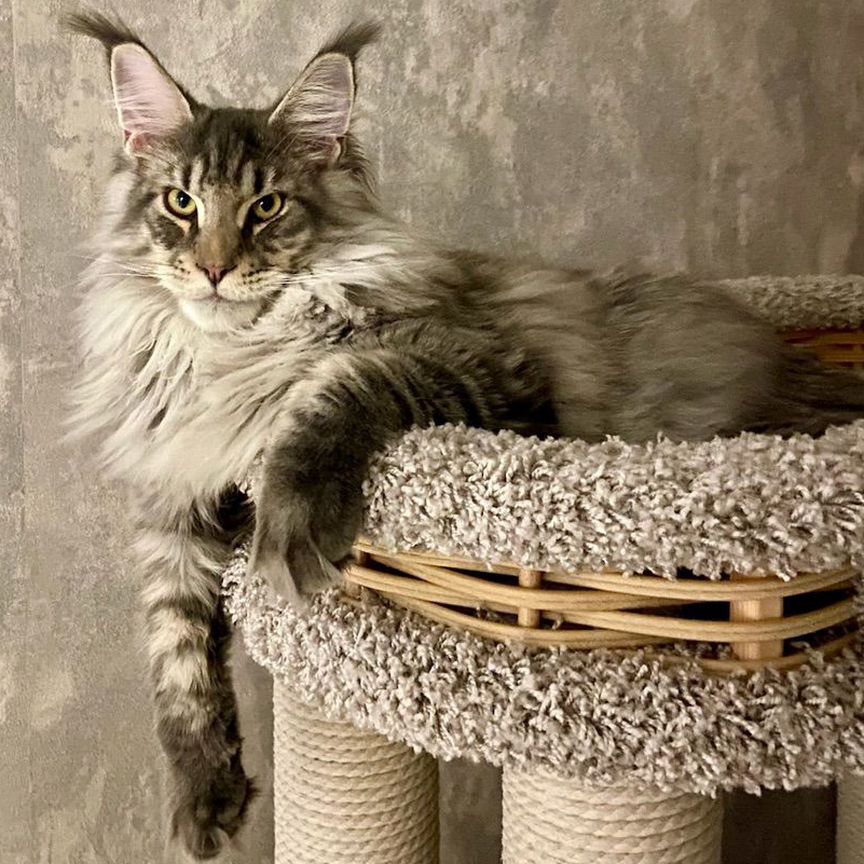 Мейн-кун котёнок