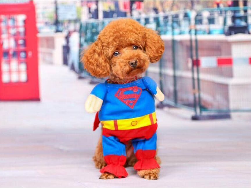 Костюм для собаки маленький XS