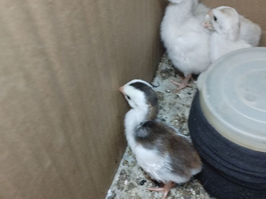 Цыплята несушки