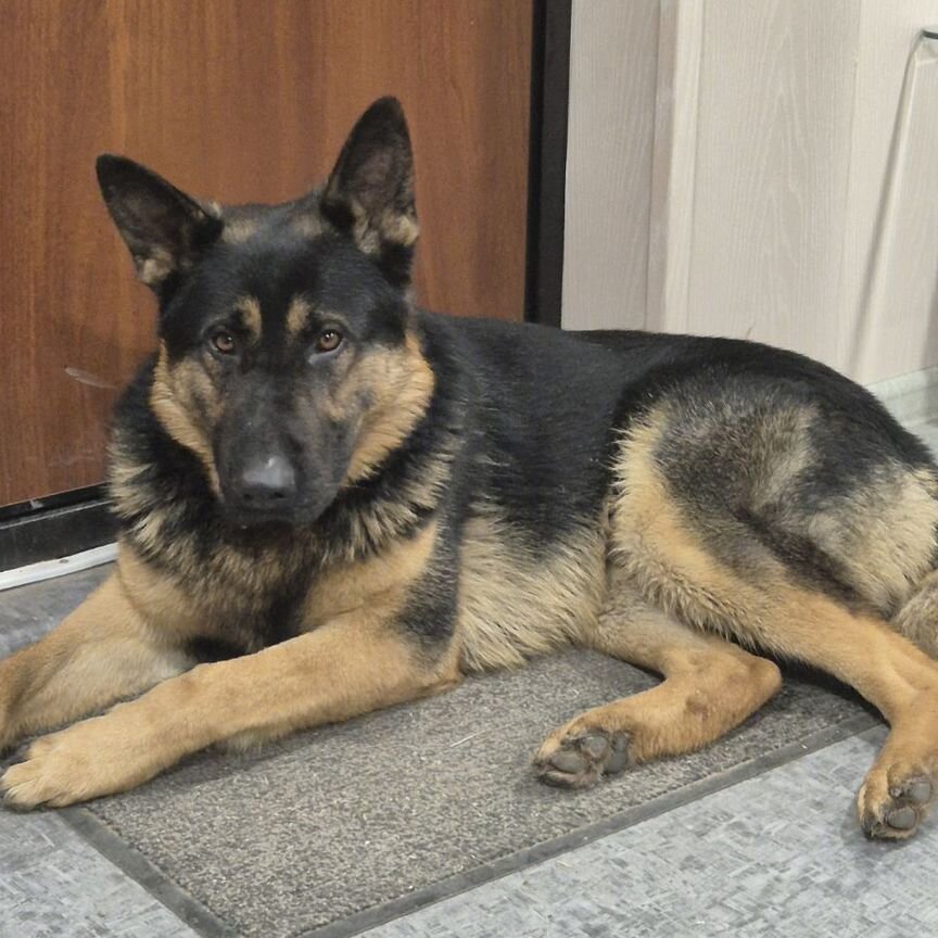 Немецкая овчарка, взрослый пёс