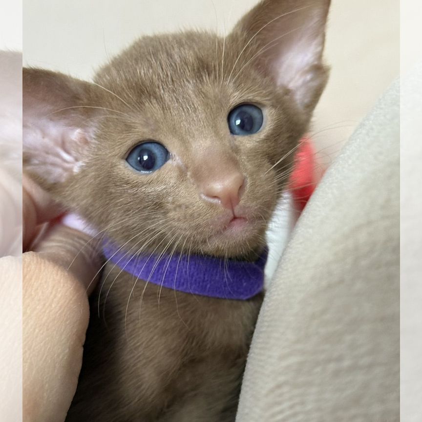 Ориентальные котята