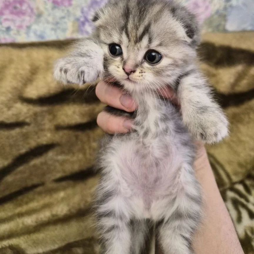Шотландский вислоухий длинношёрстный котёнок