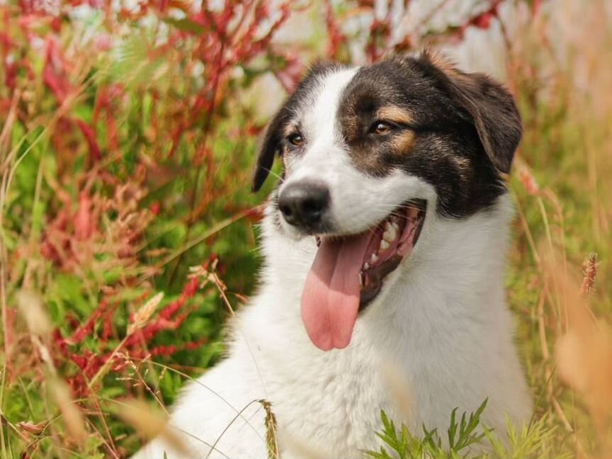 Брошенная под колеса машины собачка ищет дом беспл
