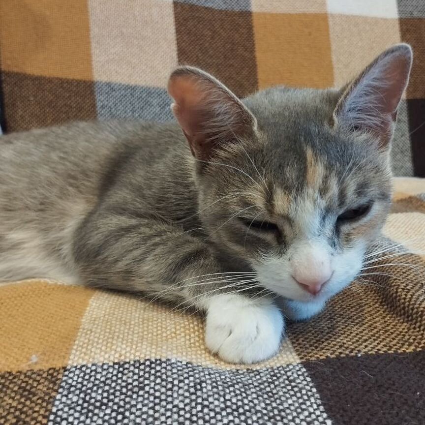 Кошечка-подросток ищет дом