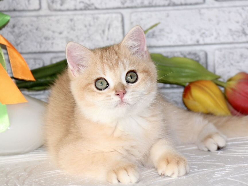 Озорная кошечка золотая шиншилла