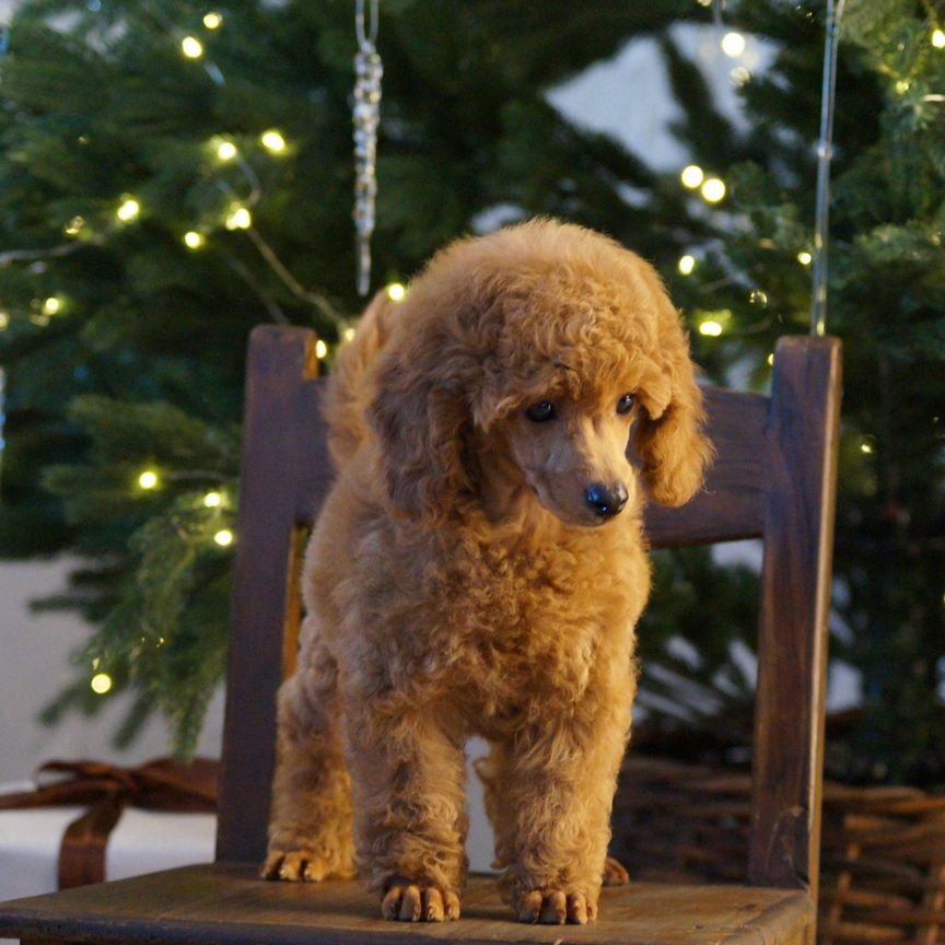 Той-пудель, щенок