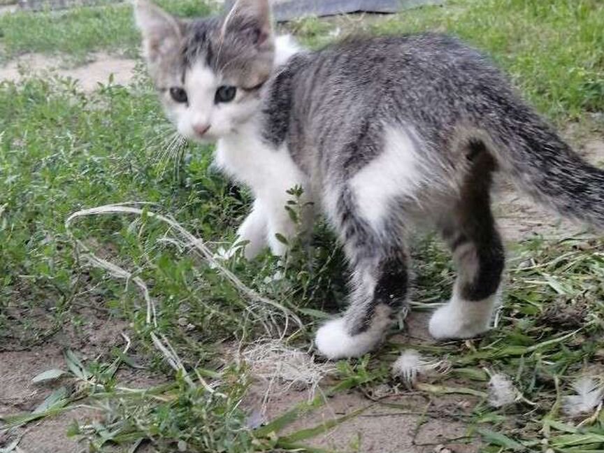 Нежная малышка котенок в добрые руки