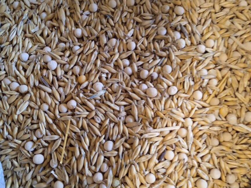 Горох + овёс