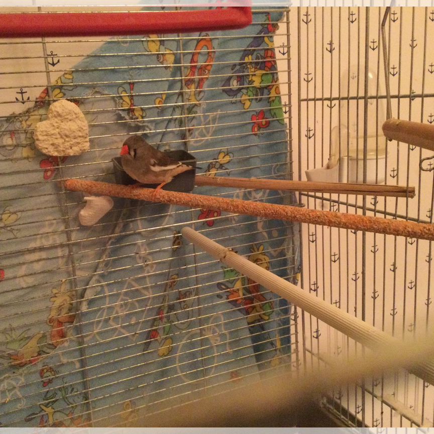 Зебровые амадины