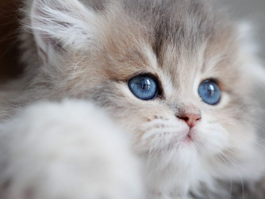 Бриианская золотая шиншилла