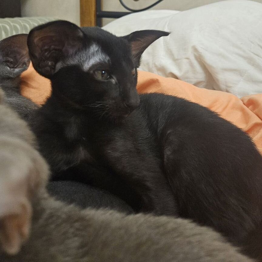 Ориентальный котёнок