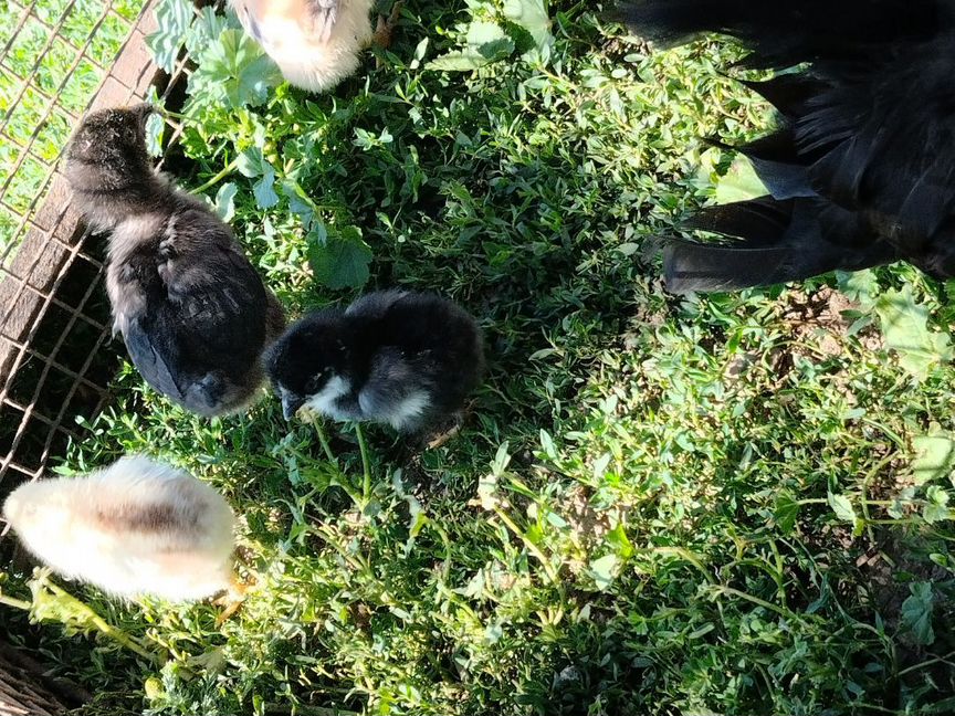 Клушка с цыплятами