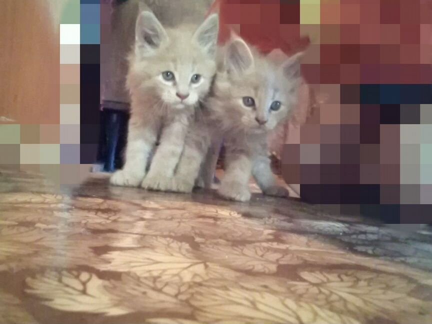 Котята мейн-кун