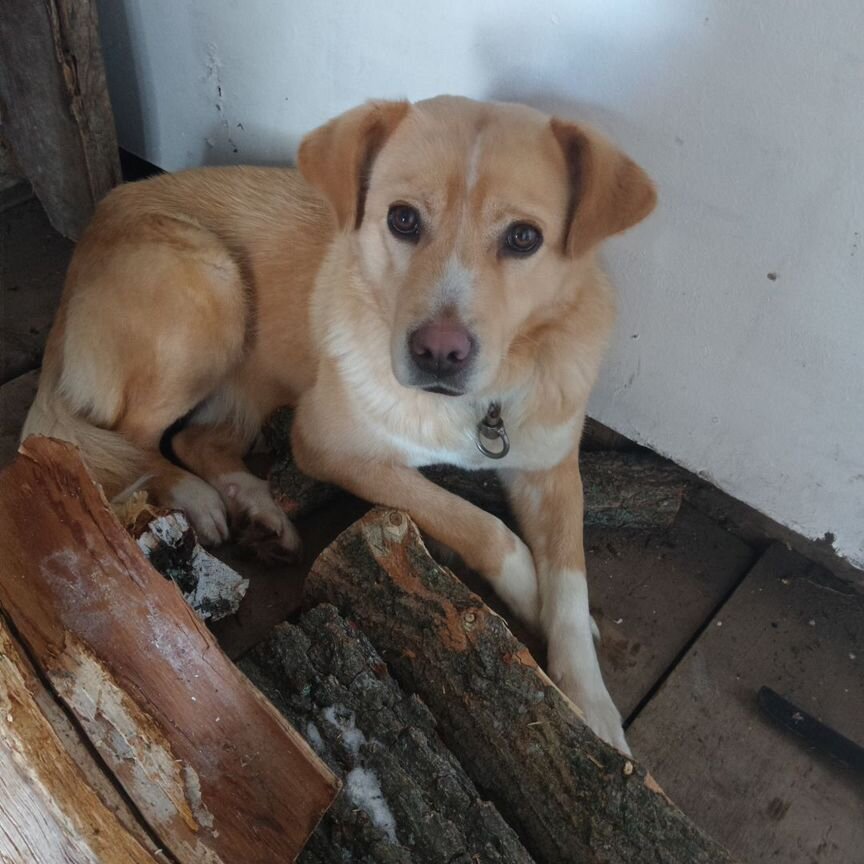 Сторожевая собака