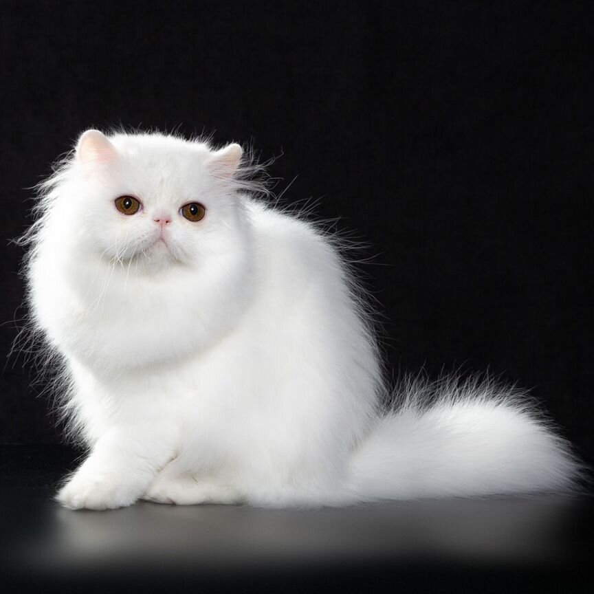 Персидская кошечка