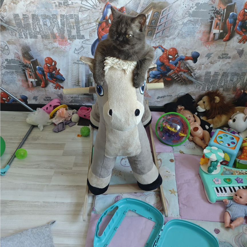 Кошка перс экзотик