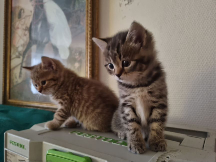 Котята шотландские тигровые