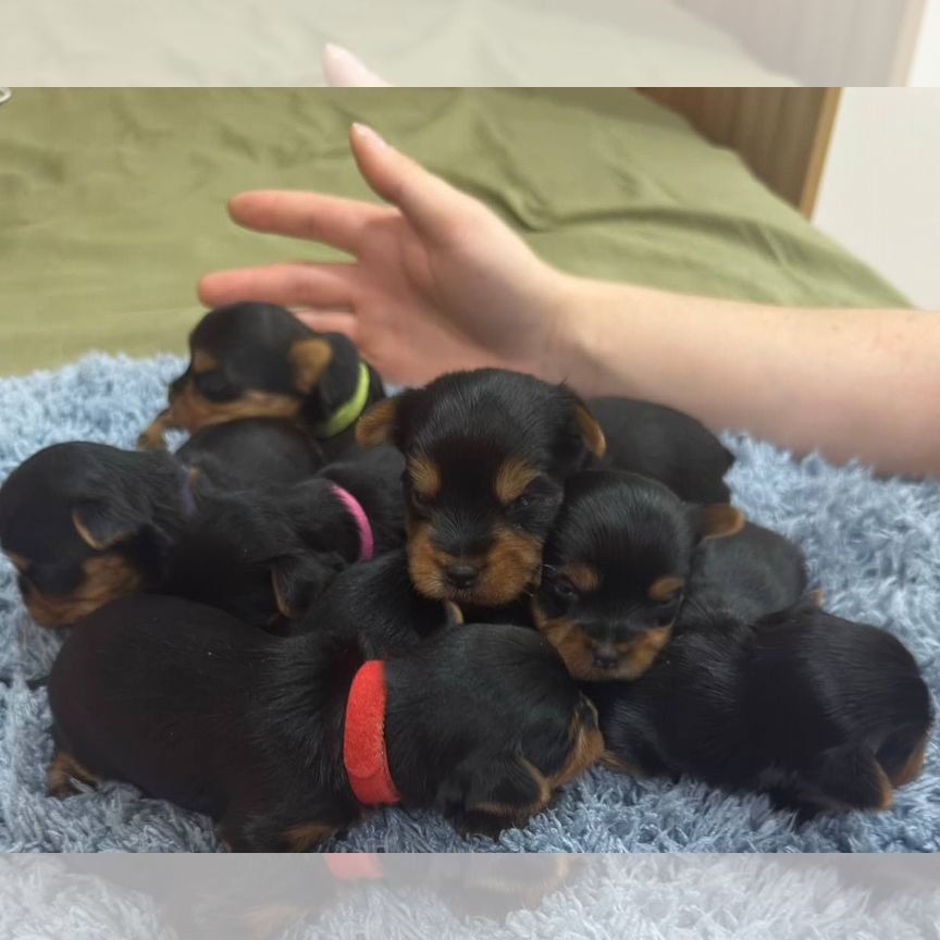 Йоркширский терьер, щенок