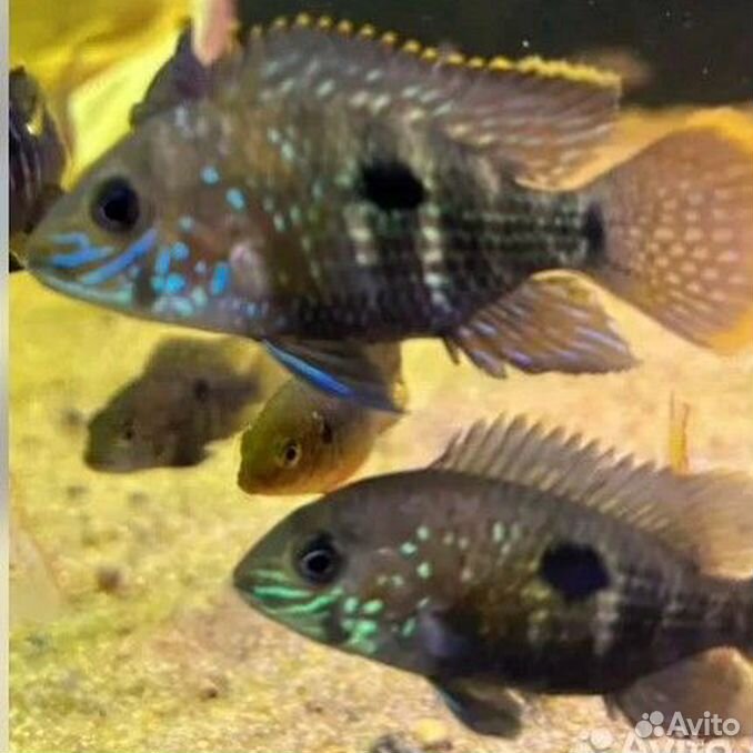 Акара голубая