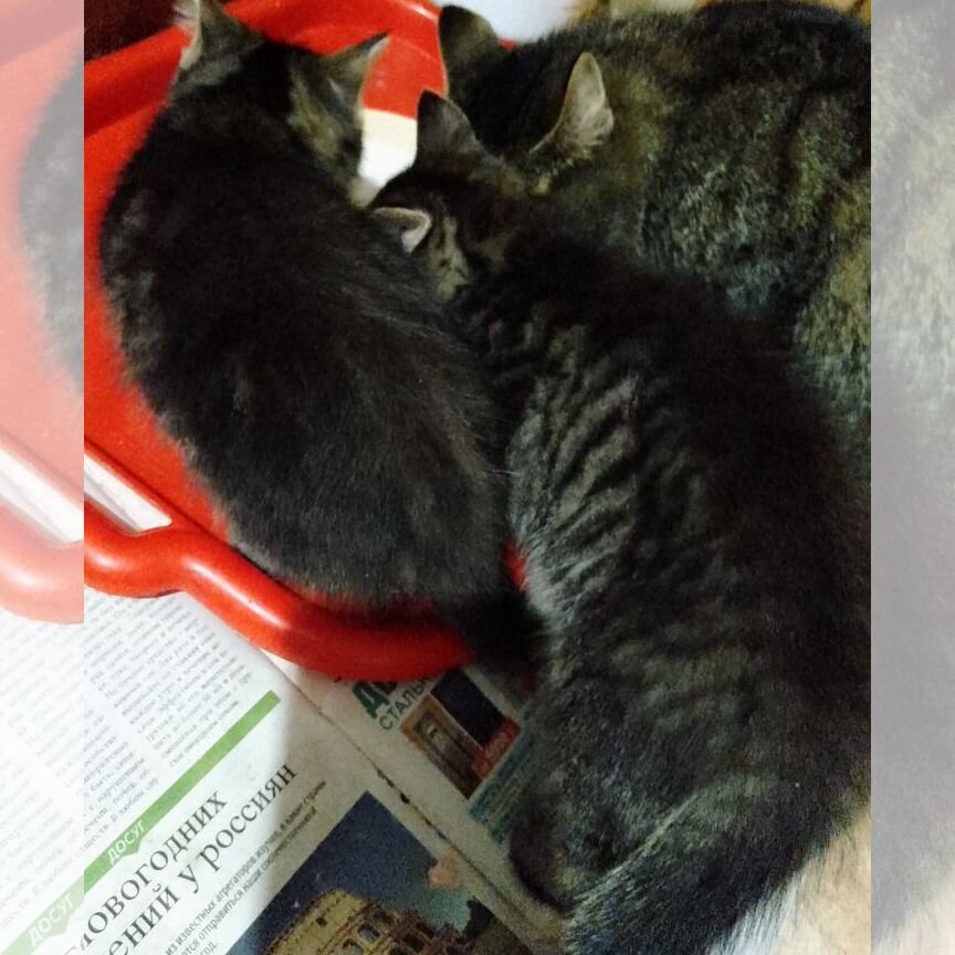 Котёнок в добрые руки