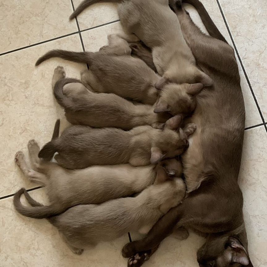 Котята европейской бурмы