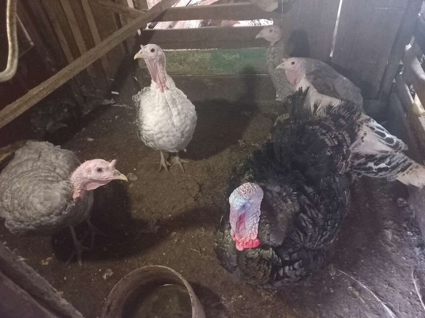 Семья индюков 1+3