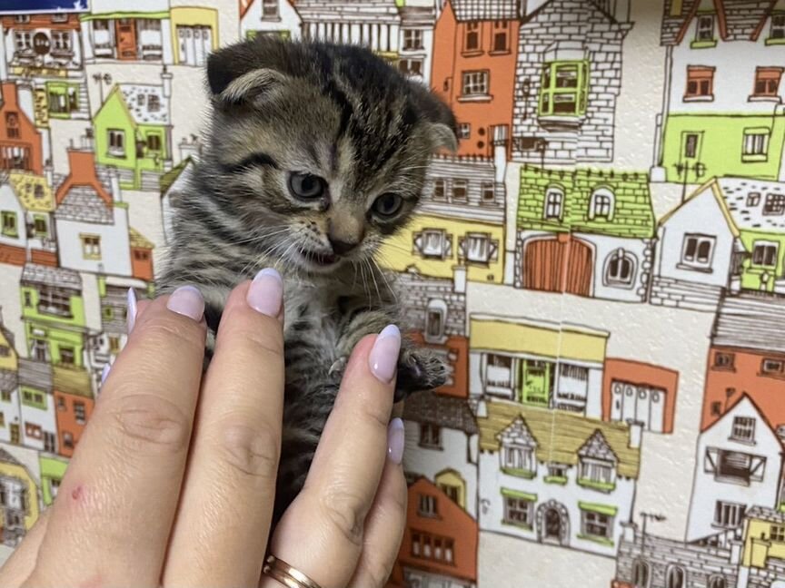 Котята шотландцы