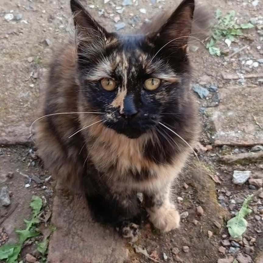 Кошка мейн-кун Марго ищет лом